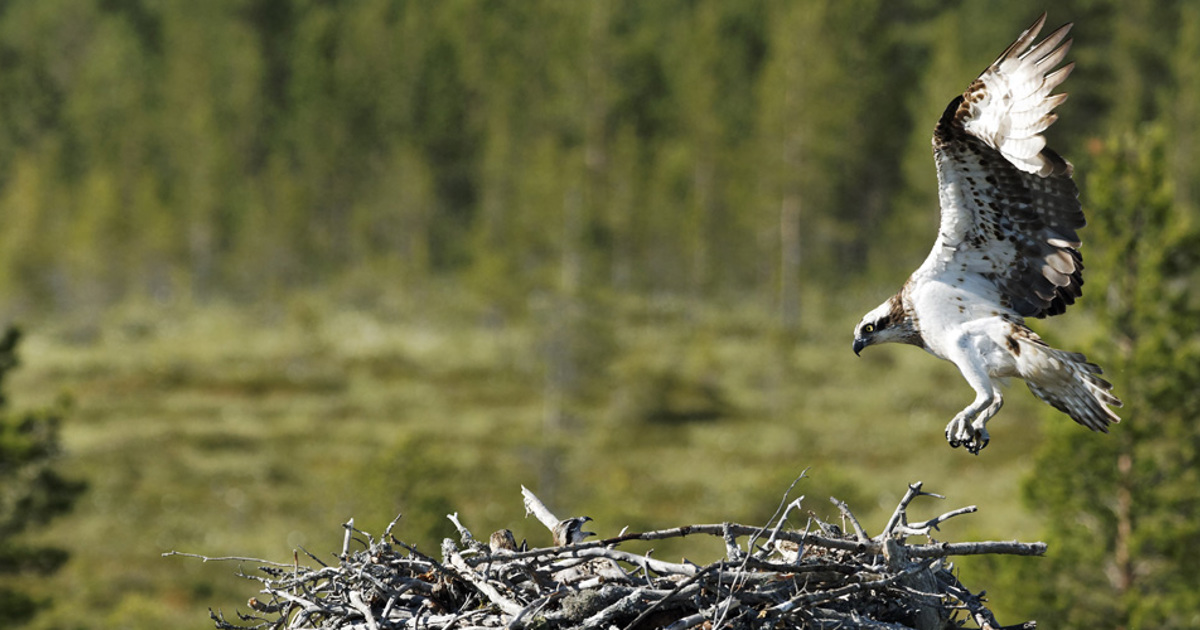 A Guide to Birdwatching in the Lakes | The Daffodil Hotel & Spa